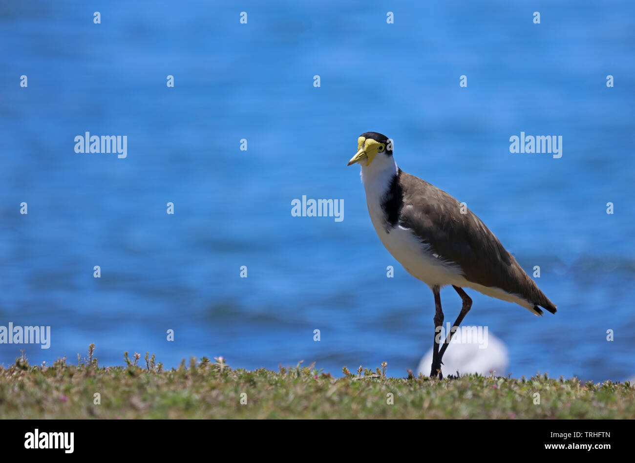 Lapwing Masked Lapwing in Australia Stock Photo - Alamy