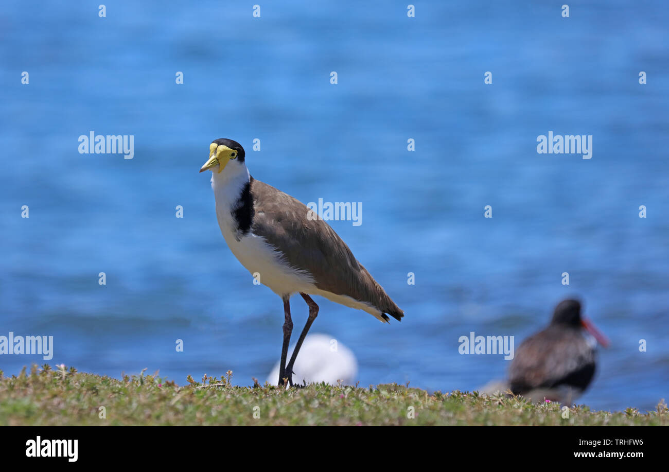 Lapwing Masked Lapwing in Australia Stock Photo - Alamy