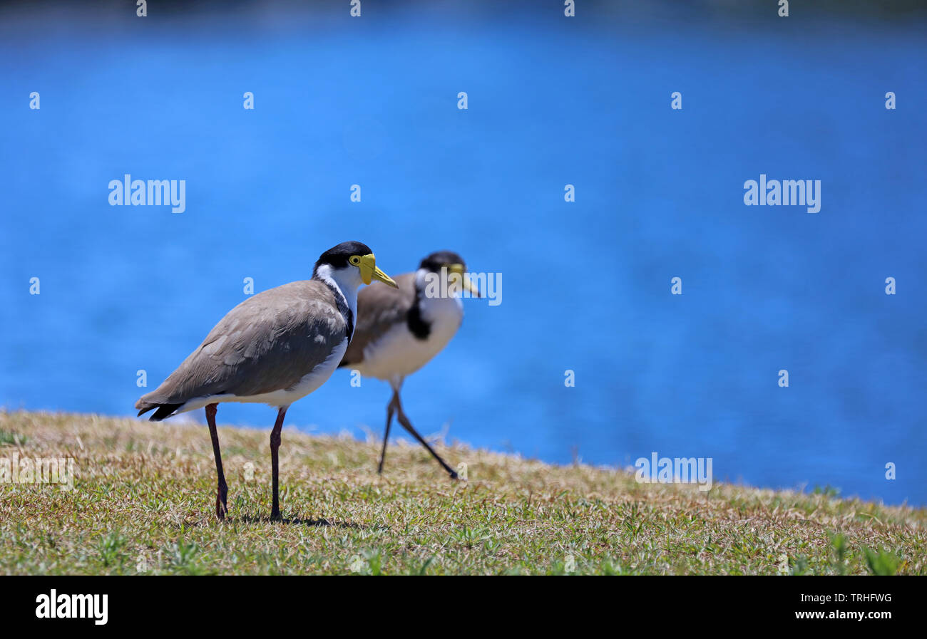 Lapwing Masked Lapwing in Australia Stock Photo - Alamy