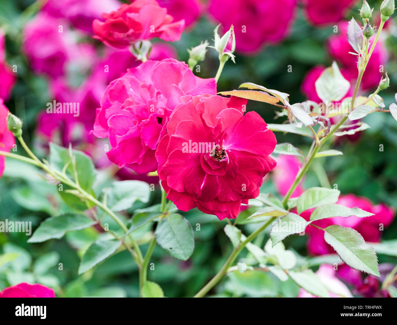 Beautiful pink rose blooming in garden Stock Photo - Alamy