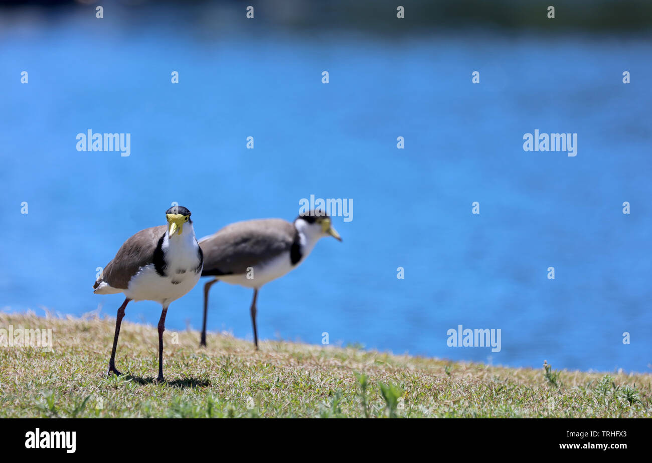 Lapwing Masked Lapwing in Australia Stock Photo - Alamy