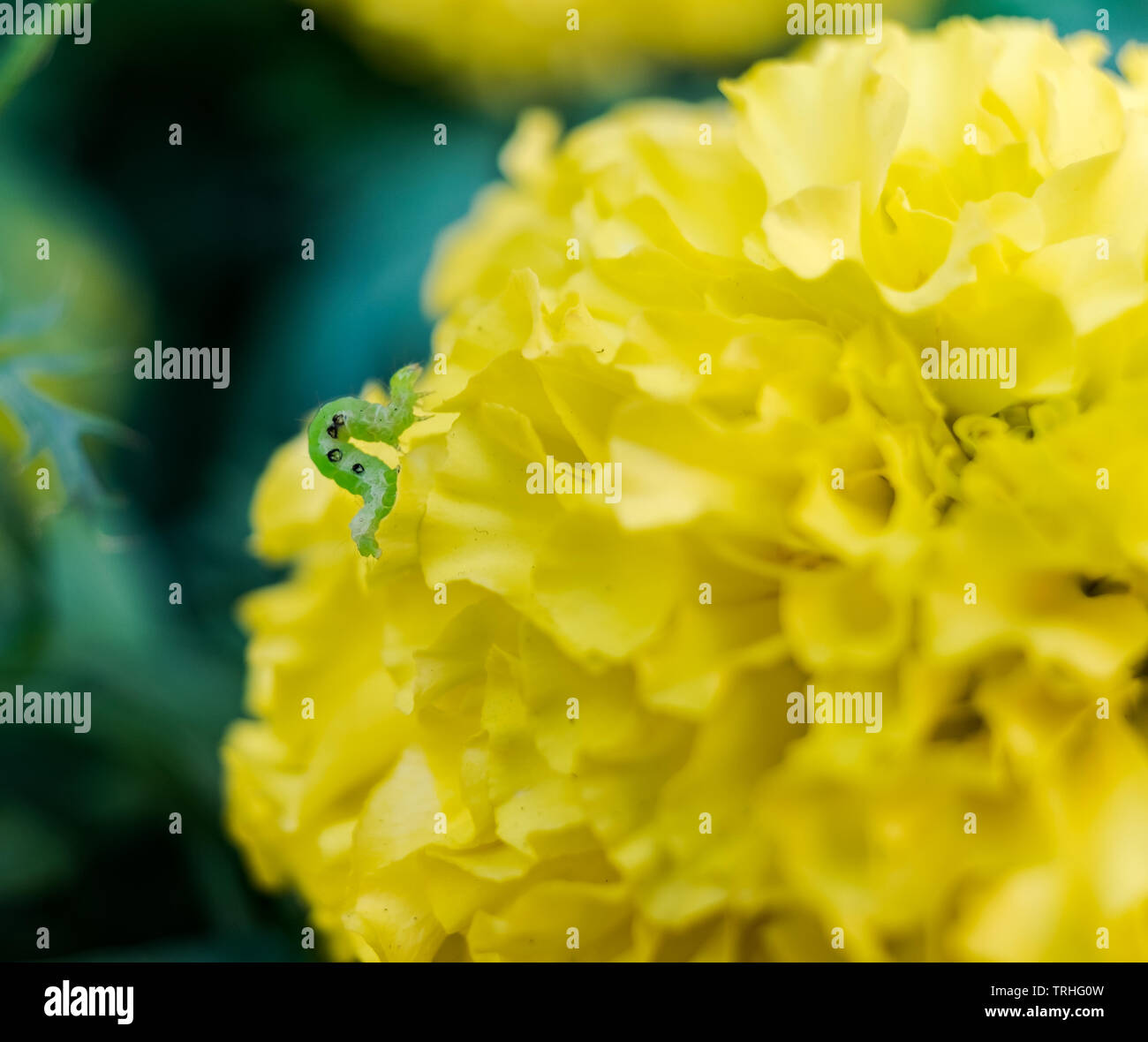 Bud worm hi-res stock photography and images - Alamy