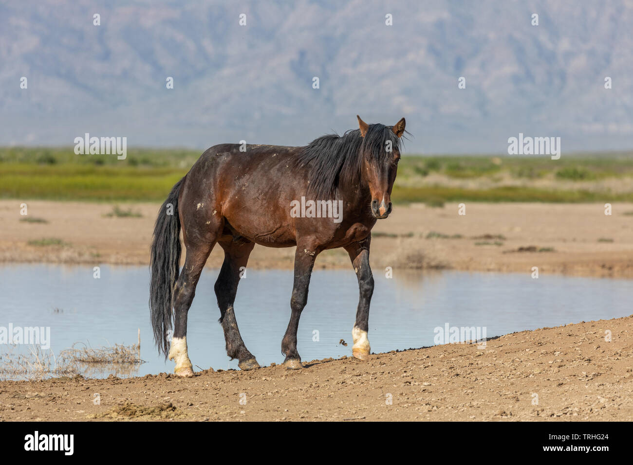 Wild horse in the Utah Desert in Spring Stock Photo - Alamy