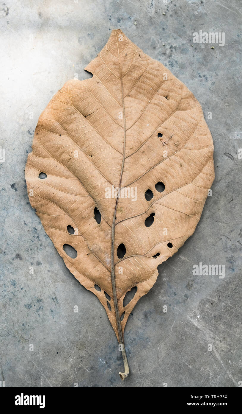 Porous leaf hi-res stock photography and images - Alamy