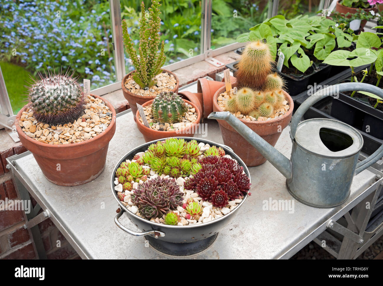 Growing cacti in the greenhouse hi-res stock photography and images - Alamy