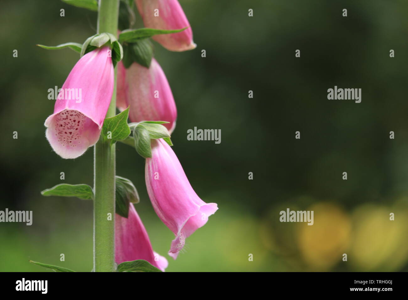 Foxglove Uk Garden High Resolution Stock Photography and Images - Alamy