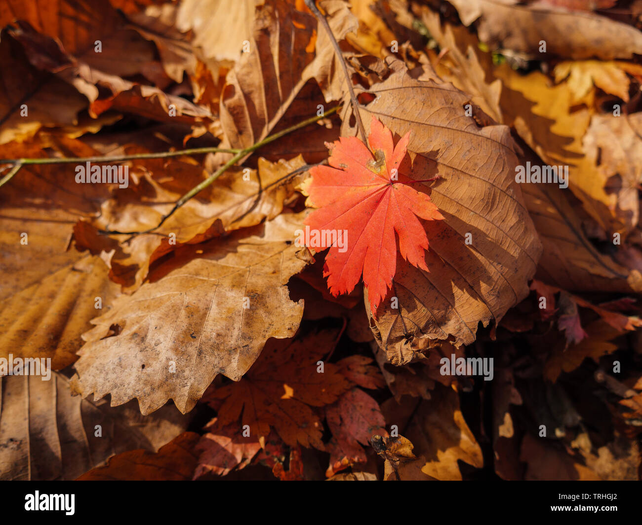 Autumn leaf closeup view - natural background Stock Photo - Alamy