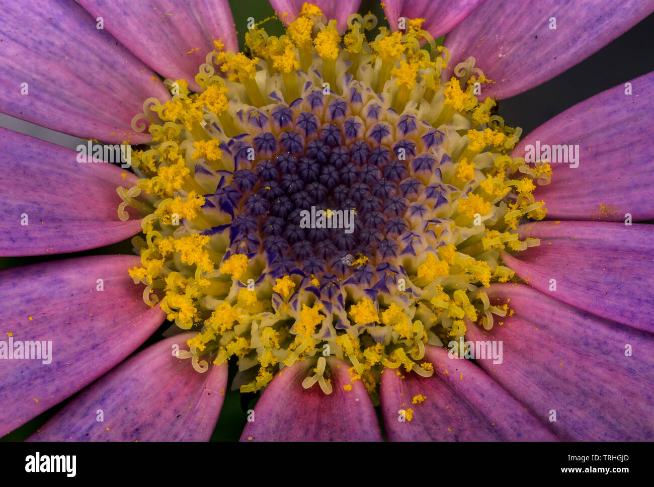 Pink Senetti flower in full bloom showing yellow pollinating buds Stock ...