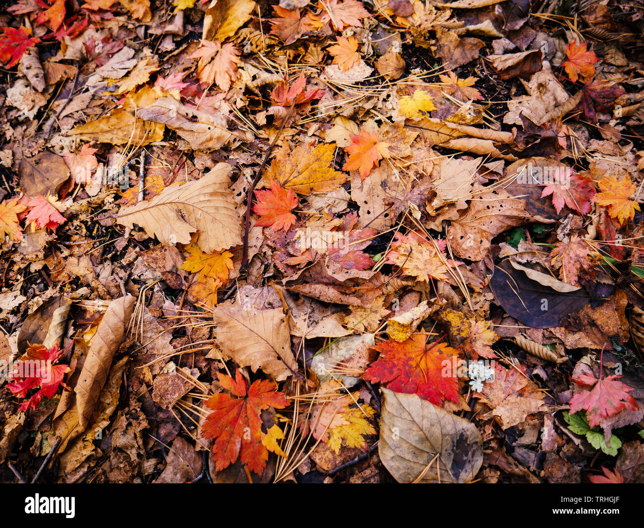 Autumn leaves closeup view - natural background Stock Photo - Alamy