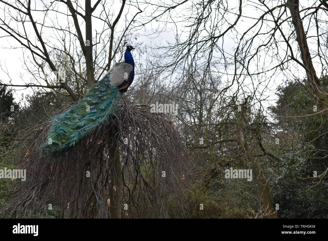 Peacock in tree Stock Photo - Alamy