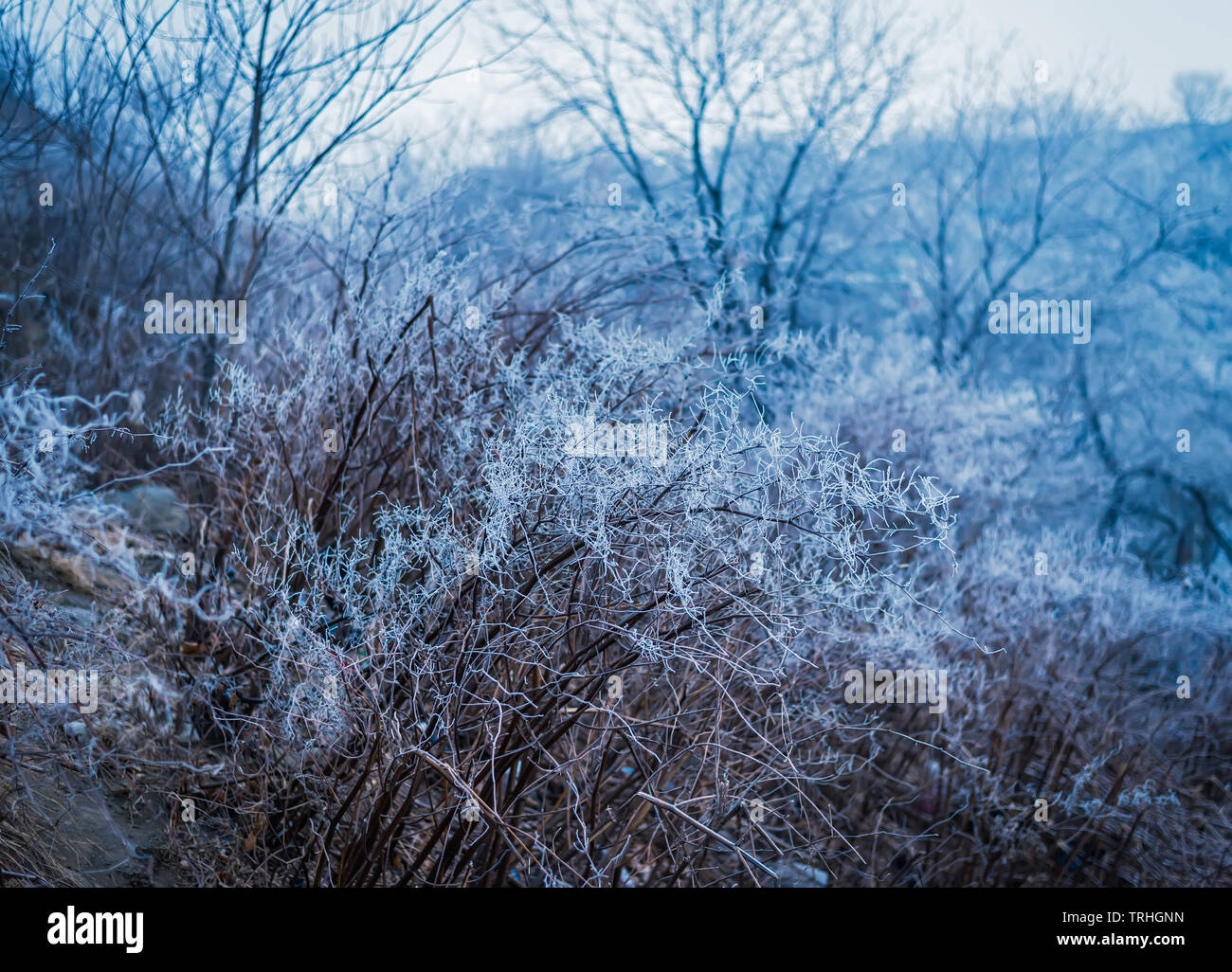 Tree branch. Color toned image Stock Photo - Alamy