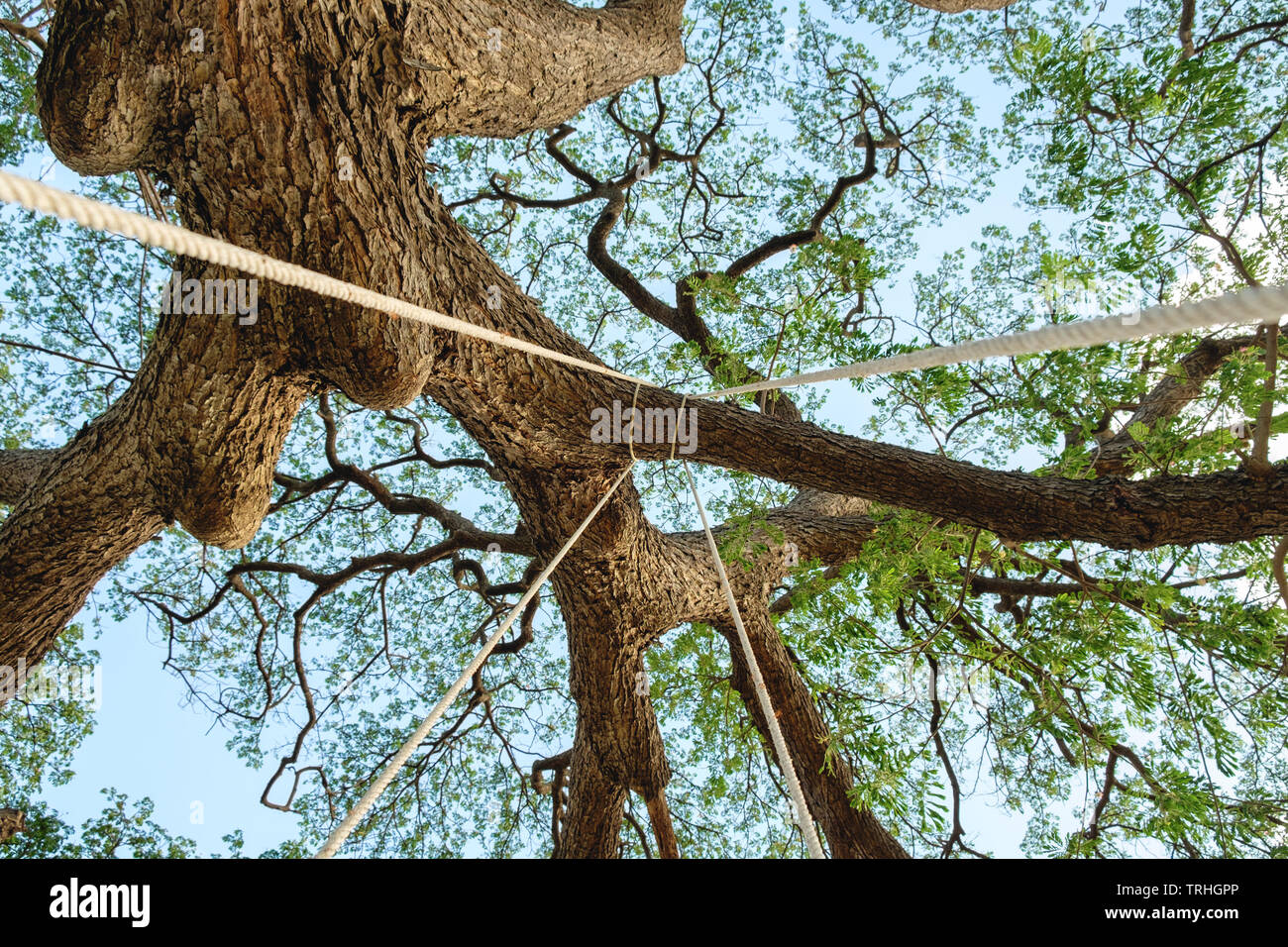 Rope swing under tree hi-res stock photography and images - Alamy