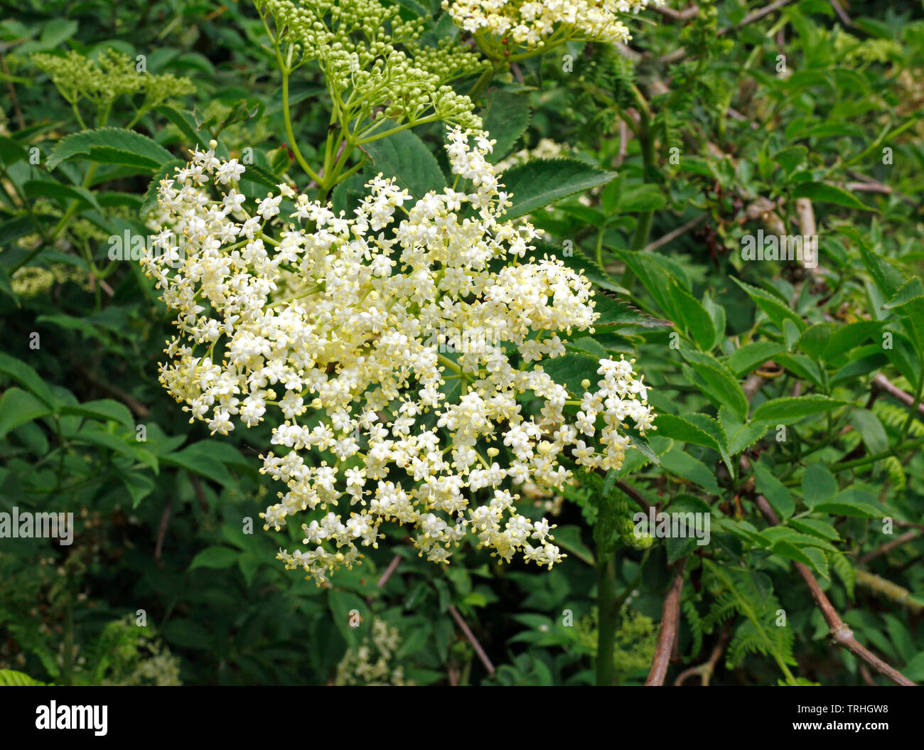A view of the flower of Elder, Sambucus nigra, in a nature reserve at ...