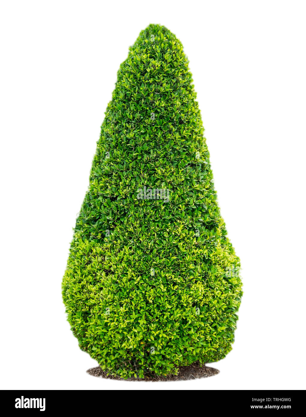 Banyan tree,ficus annulata ornamental plant,isolated on white ...