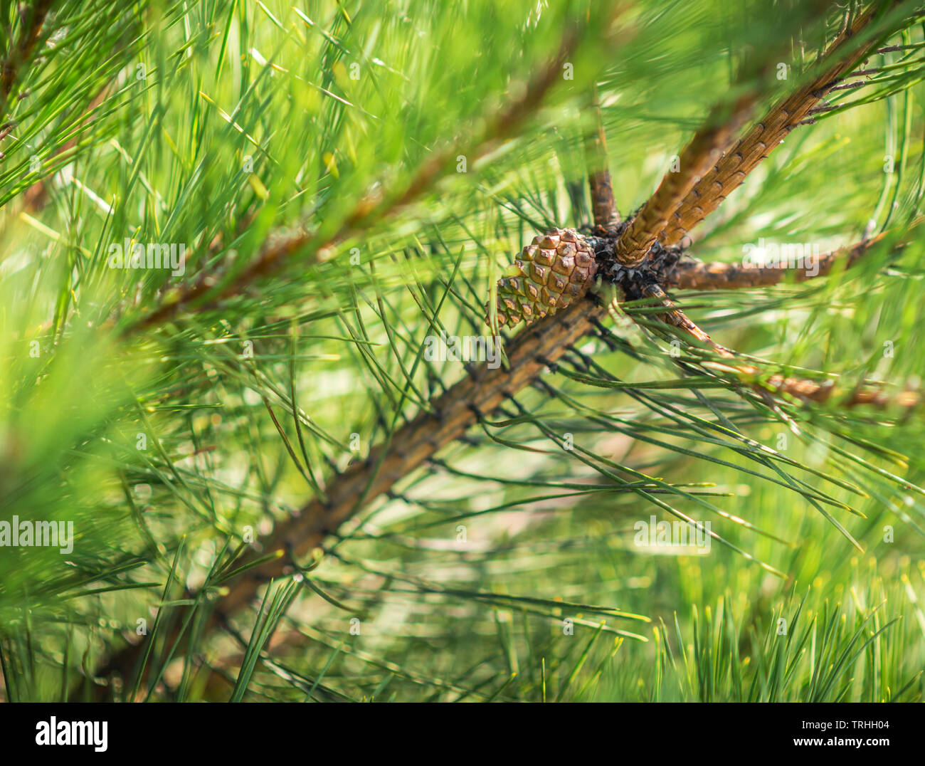Natural conifer hi-res stock photography and images - Alamy