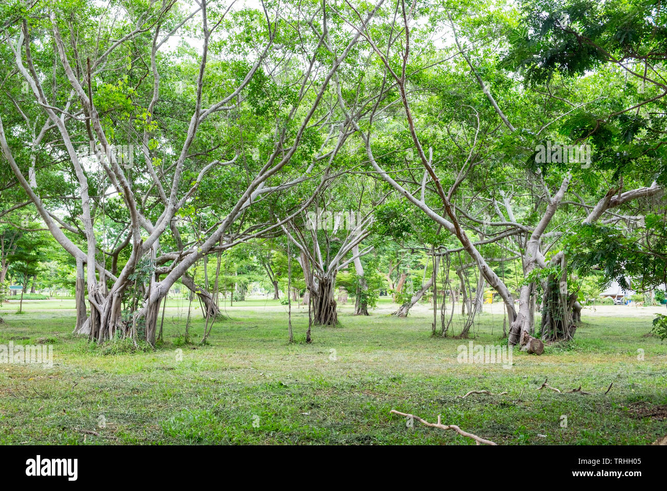 Huge mangrove tree hi-res stock photography and images - Alamy