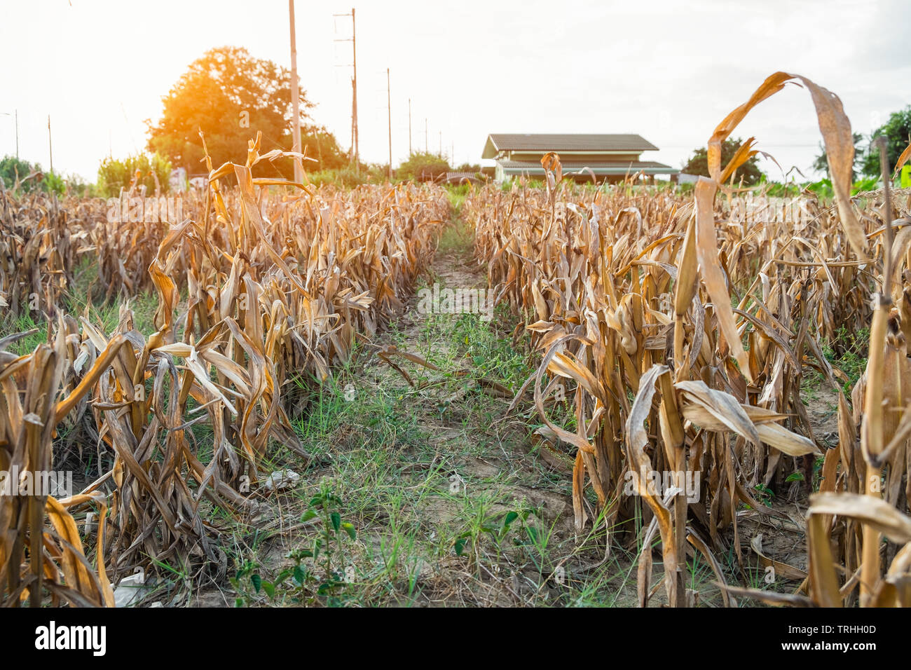 Withered Corn Field High Resolution Stock Photography and Images - Alamy