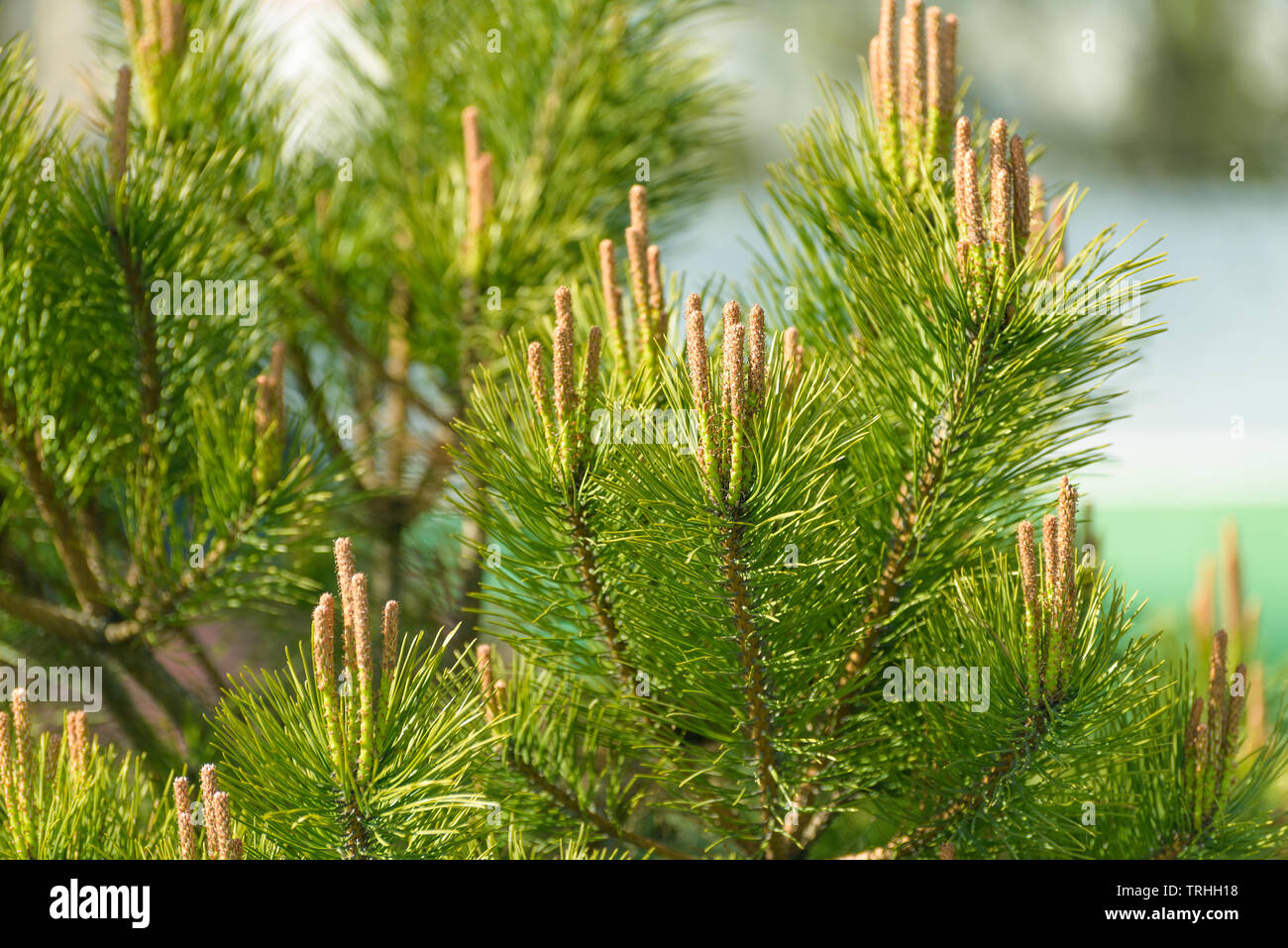 Branches of coniferous tree, close-up view Stock Photo - Alamy
