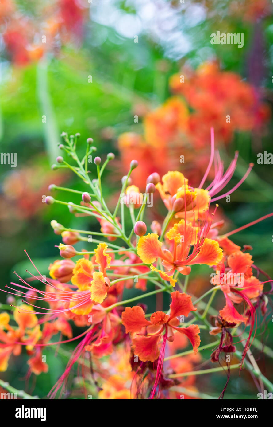 Mexican bird of paradise flower,Peacock's crest,Caesalpinia pulcherrima ...