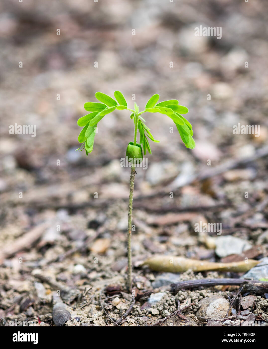 Tamarind seedling hi-res stock photography and images - Alamy