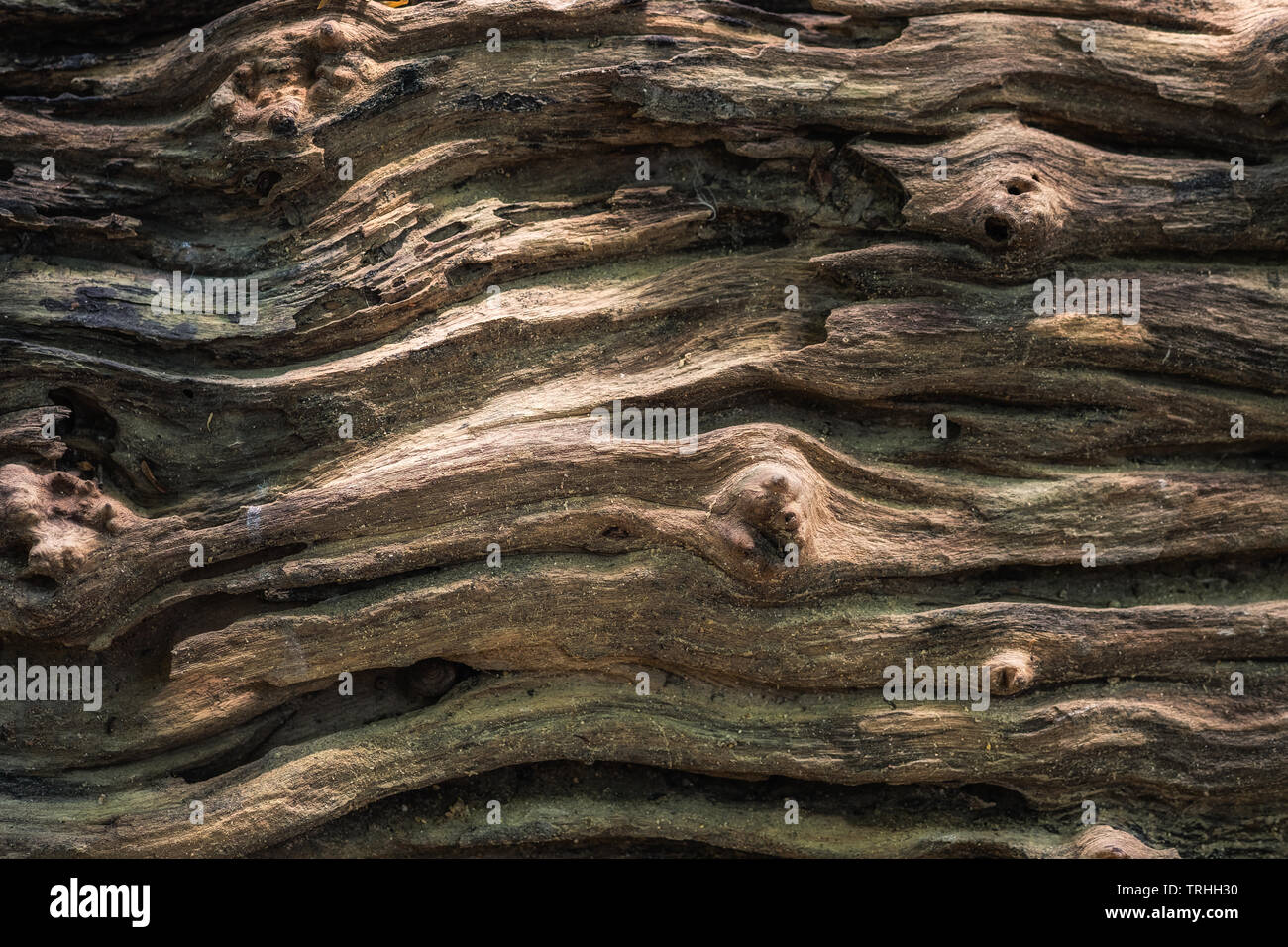 Surface bark wood wave pattern background Stock Photo - Alamy