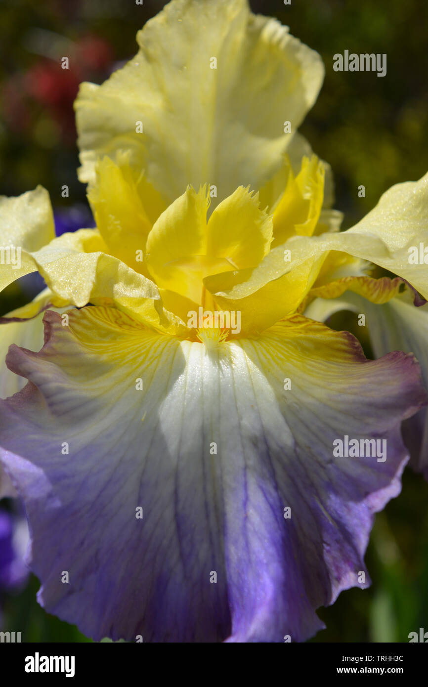 Yellow tall bearded iris hi-res stock photography and images - Alamy