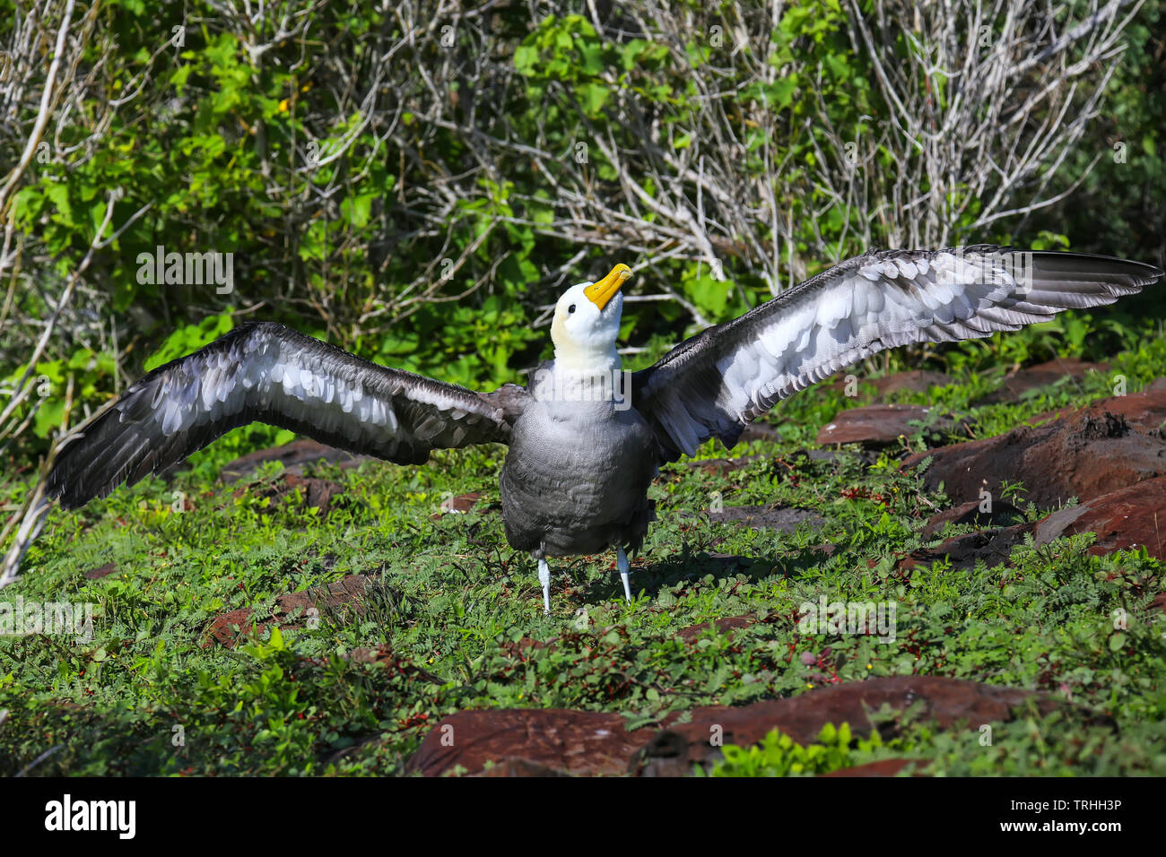 Waved albatross spreading its wings, Espanola Island, Galapagos ...