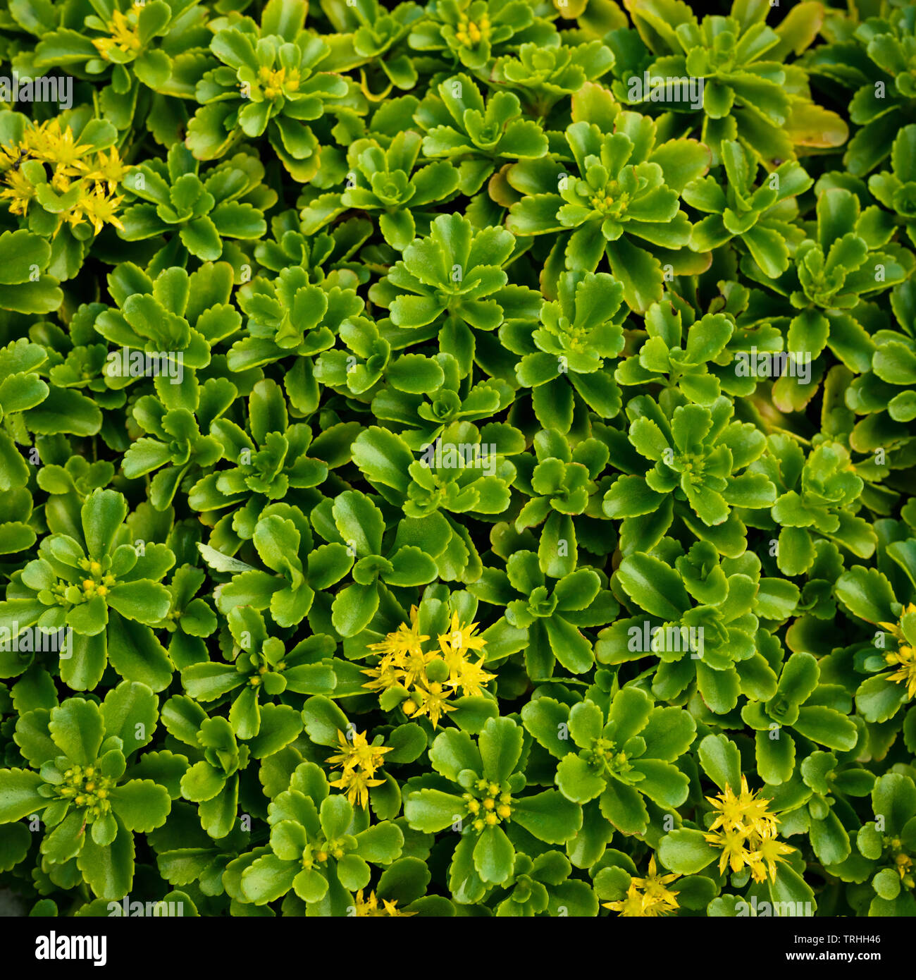 Natural background - green leaves Stock Photo - Alamy
