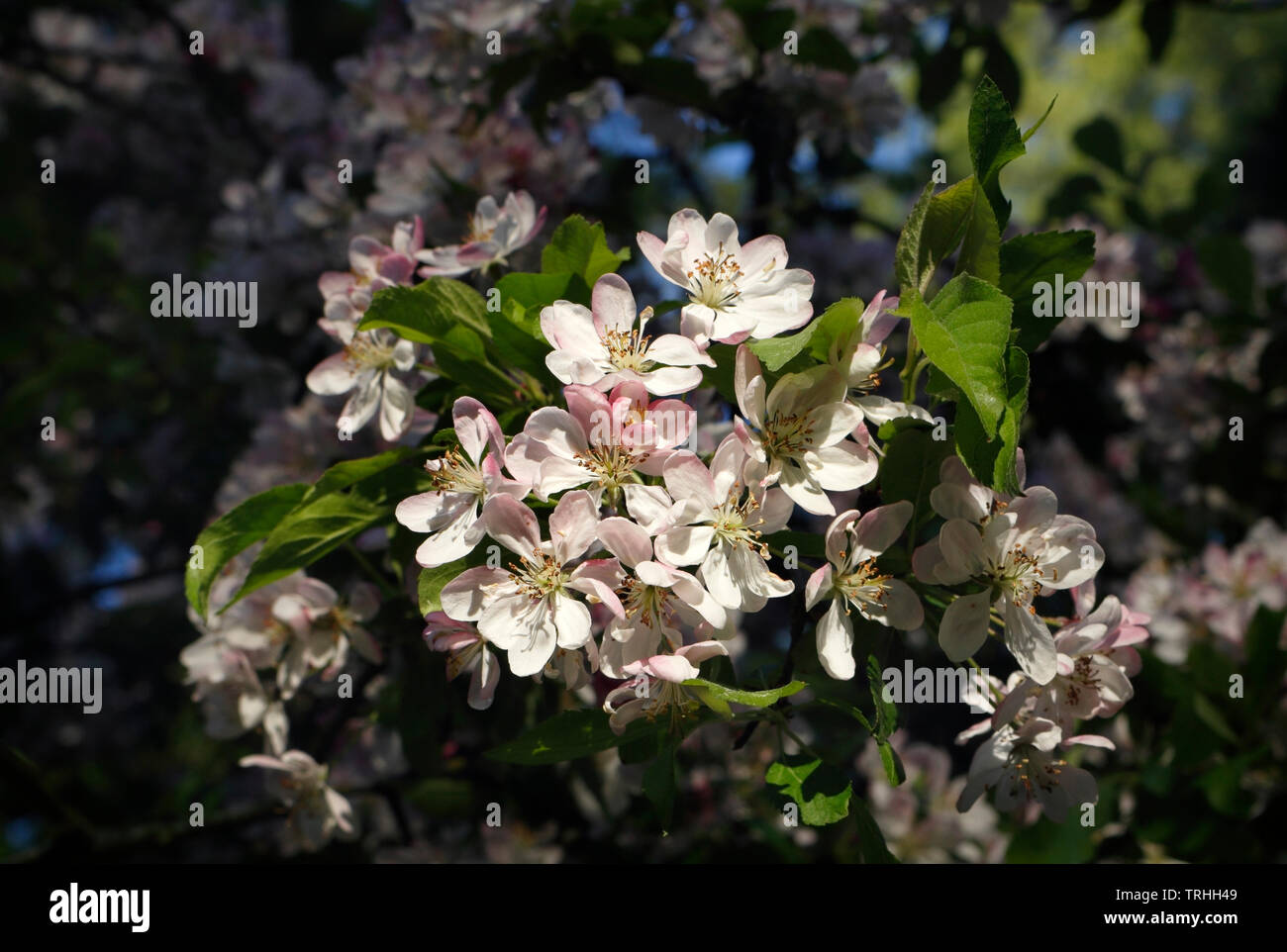 Cob tree hi-res stock photography and images - Alamy