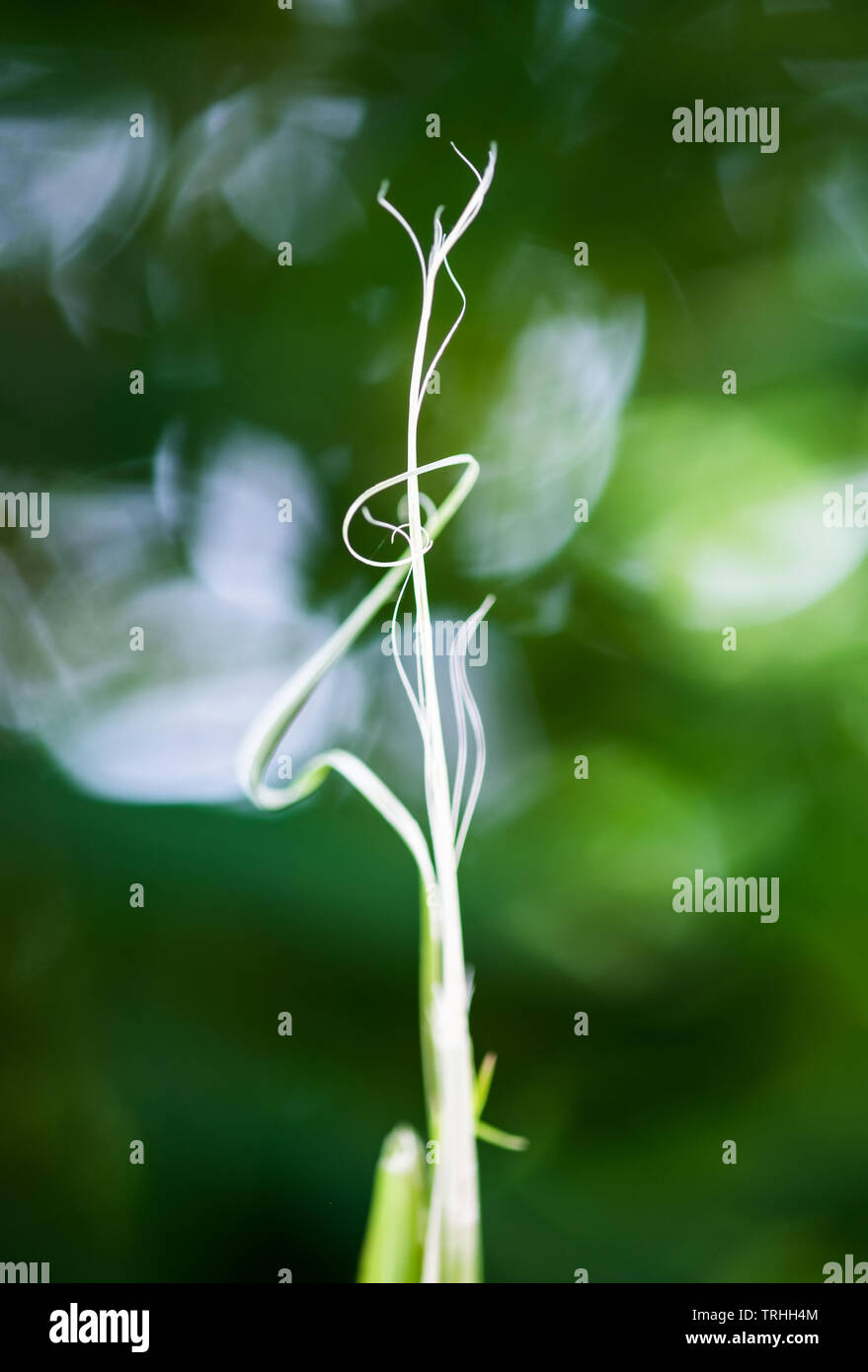 Slender green shoots hi-res stock photography and images - Alamy