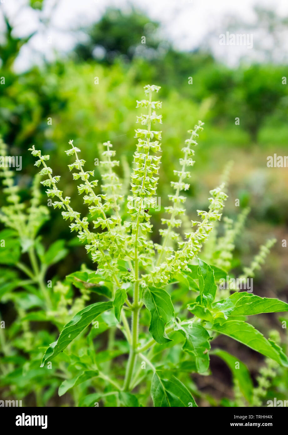 Basil plant bud hi-res stock photography and images - Alamy
