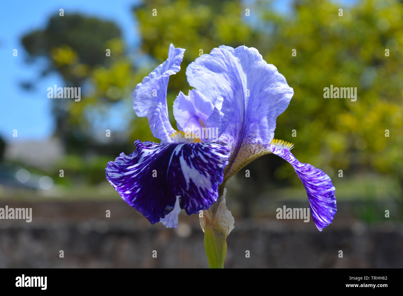 Tall bearded iris, growing in a garden Stock Photo - Alamy