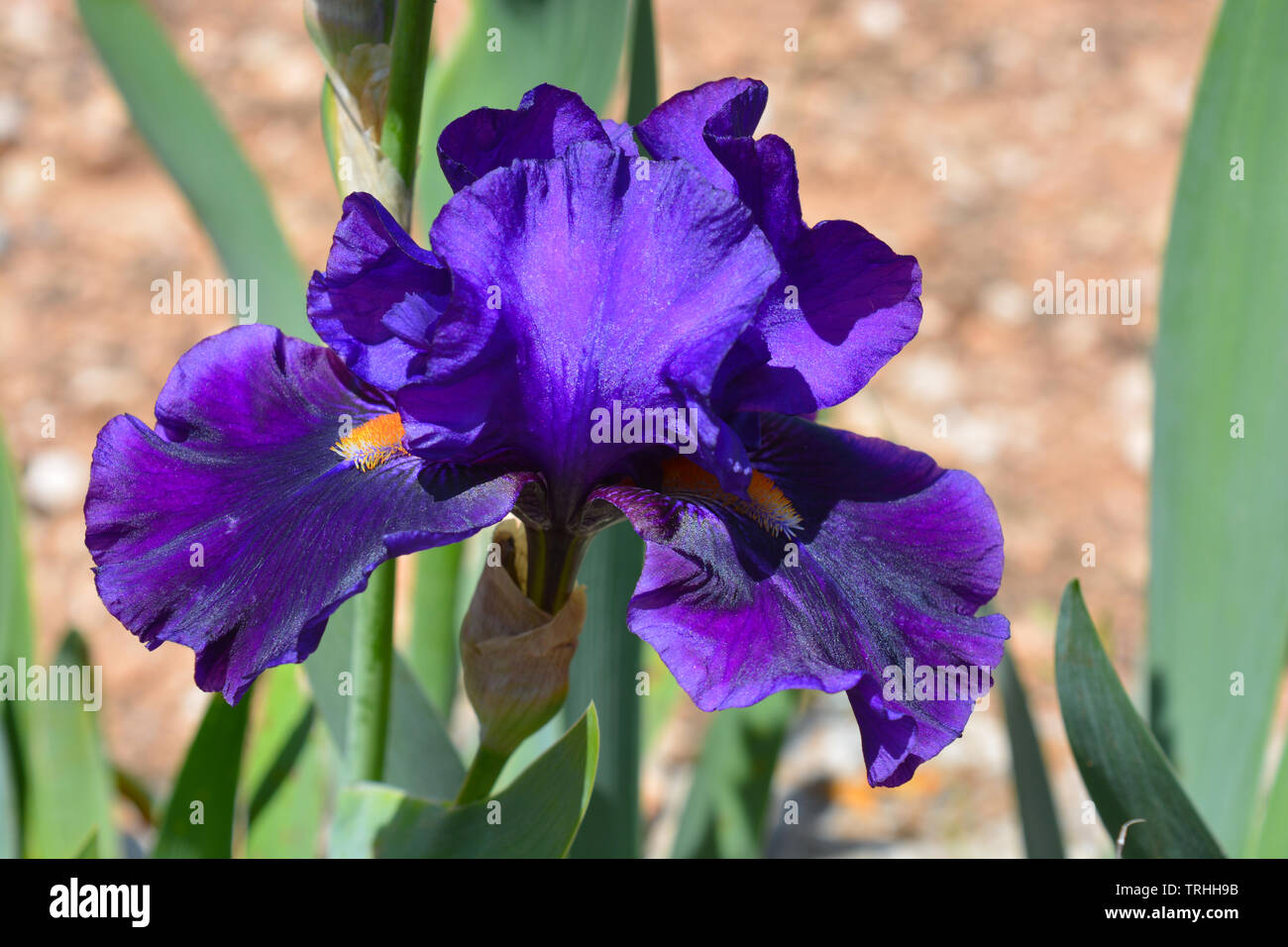Tall bearded iris, growing in a garden Stock Photo - Alamy