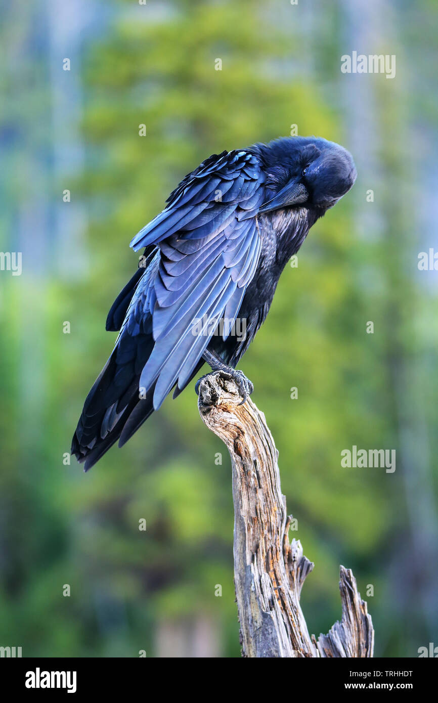 Raven yellowstone yellowstone national park hi-res stock photography ...
