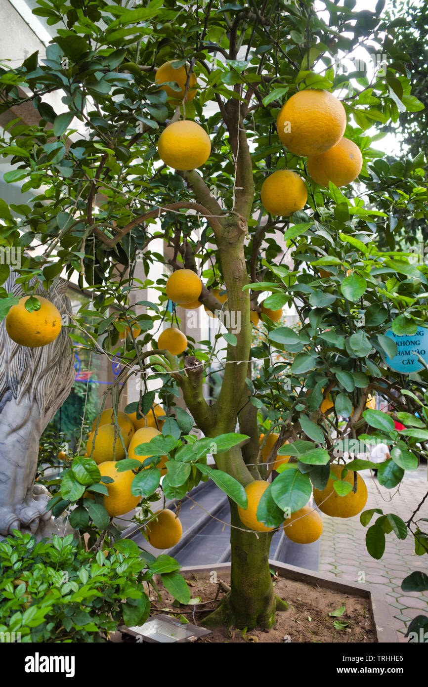 Vietnam Tet Tree High Resolution Stock Photography and Images - Alamy