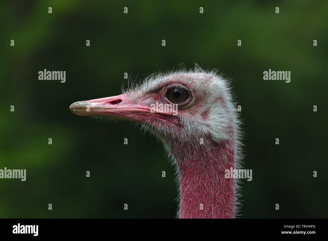 side view portrait of a Ostrich Stock Photo - Alamy