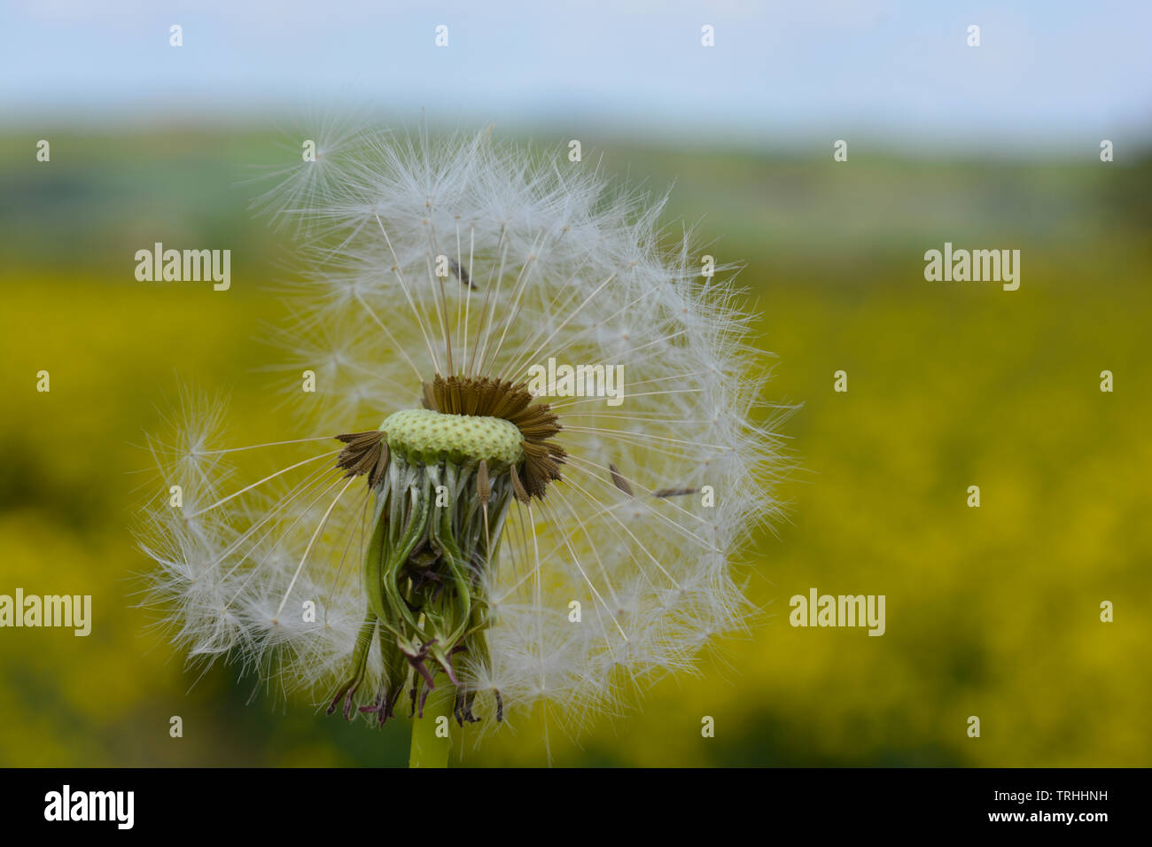 Dandelions growing in meadow no people hi-res stock photography and ...