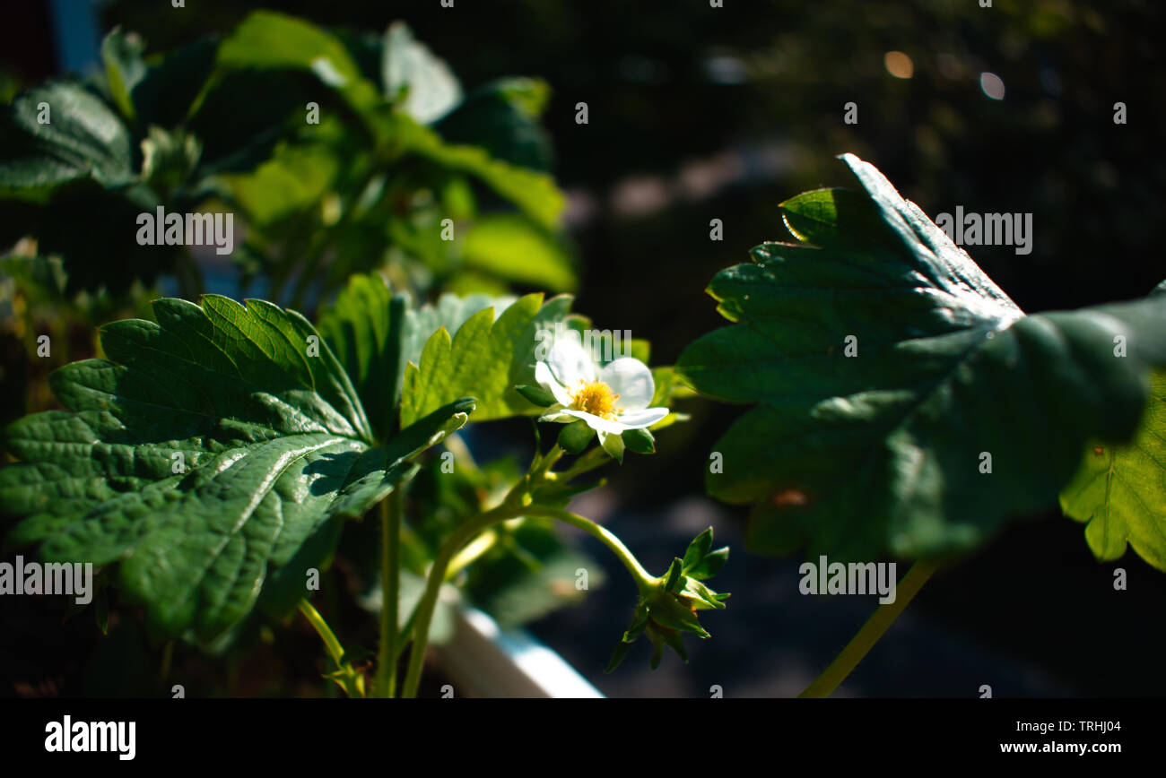 Strawberry summer plants Stock Photo - Alamy