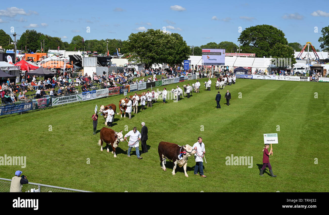 Ardingly Sussex UK 6th June 2019 - The Livestock Parade is a highlight ...