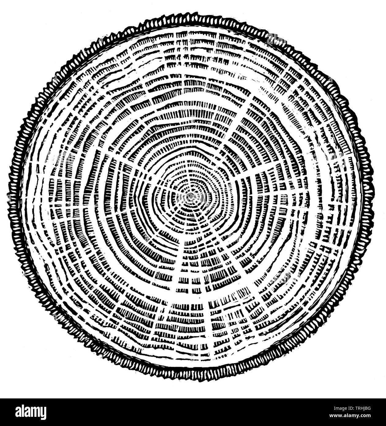 Cross section vector vectors hi-res stock photography and images - Alamy