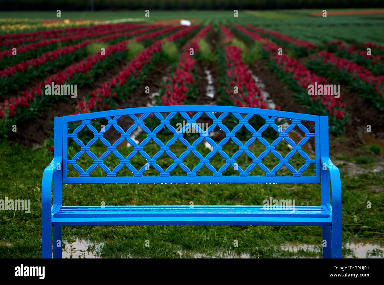 Blue bench hi-res stock photography and images - Alamy