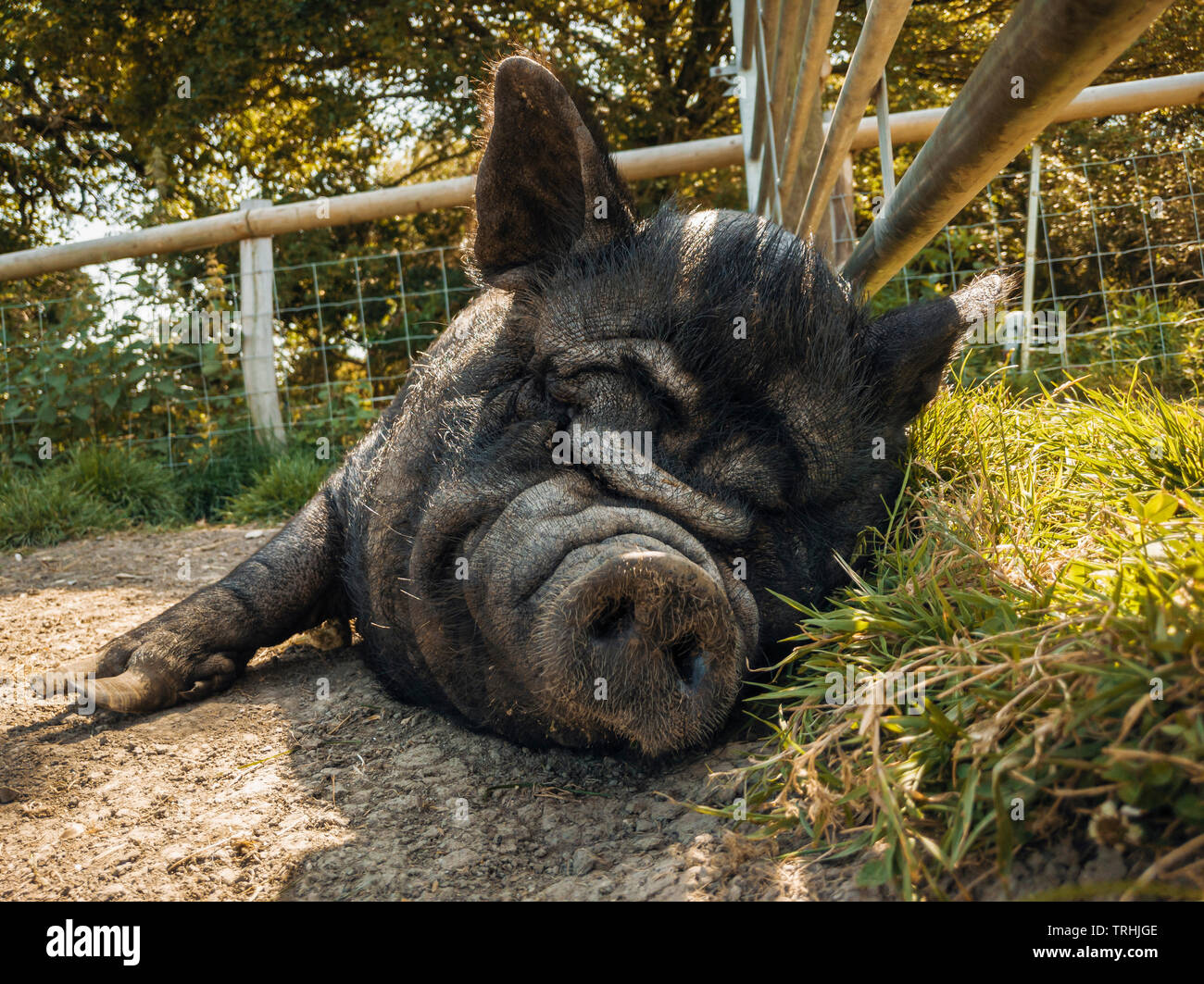 Black sleeping pig hi-res stock photography and images - Alamy