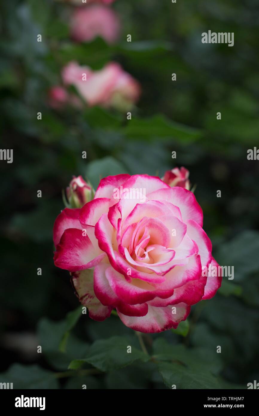 Rose 'Cherry Parfait' grandiflora at Owen Rose Garden in Eugene, Oregon ...