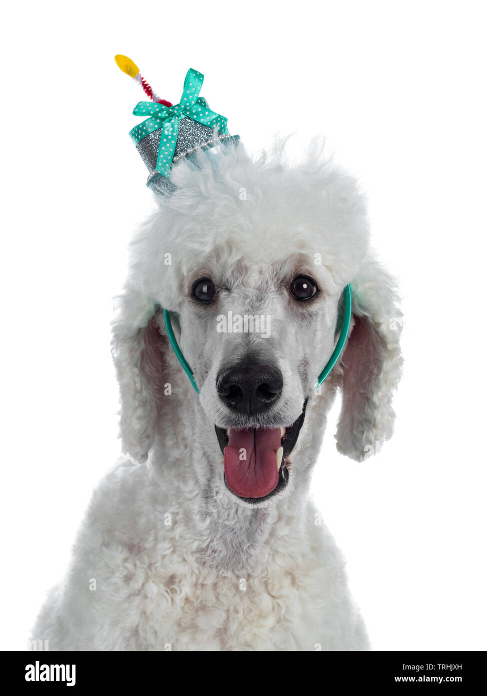 Portrait of cute white King Poodle wearing cake shaped diadem. Looking ...