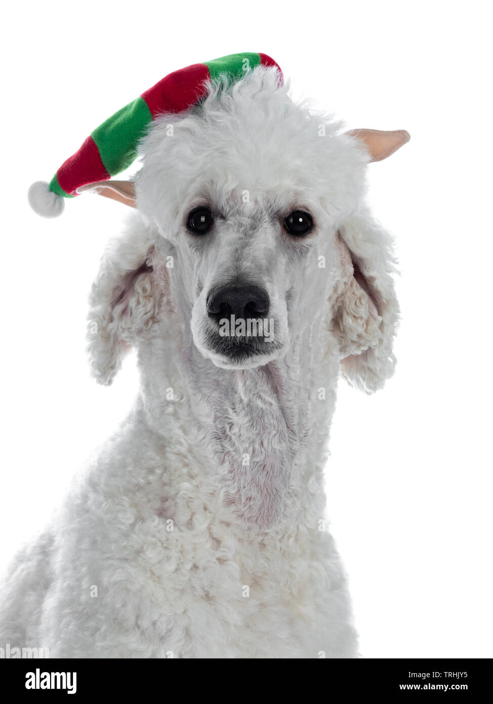 Portrait of cute white King Poodle wearing christmas elf hat. Looking ...