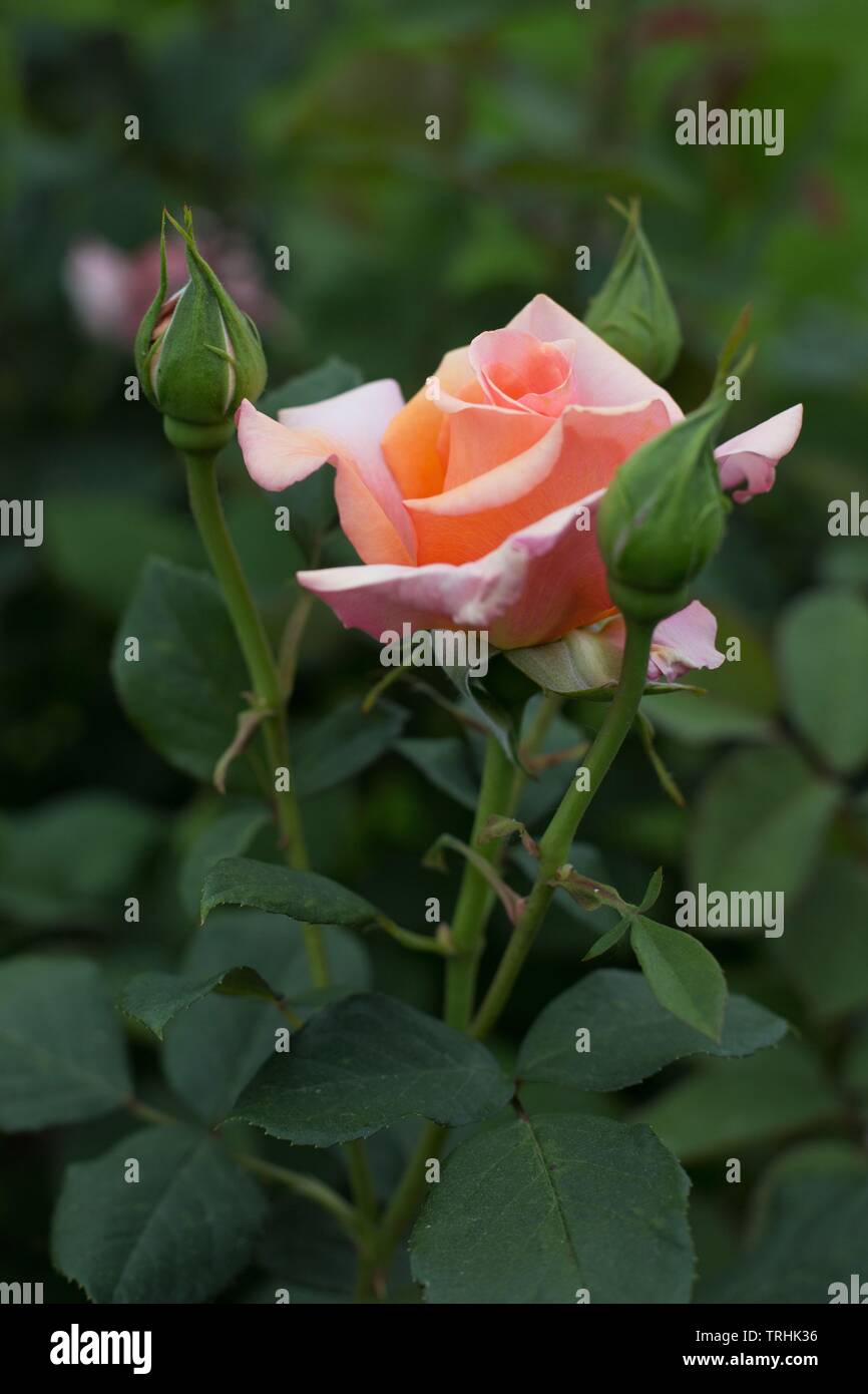 Sunset Celebration Rose