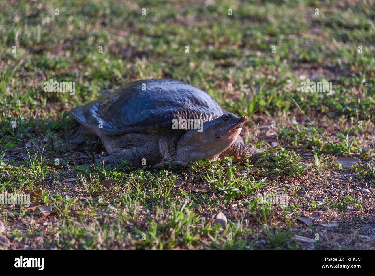 Softshell Turtle out of water Trionychidae Stock Photo - Alamy