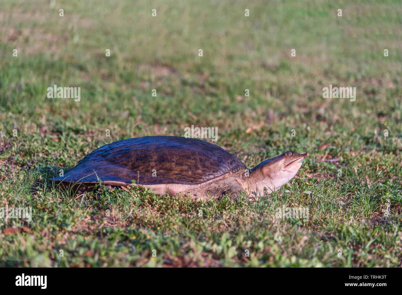 Softshell turtle on land hi-res stock photography and images - Alamy