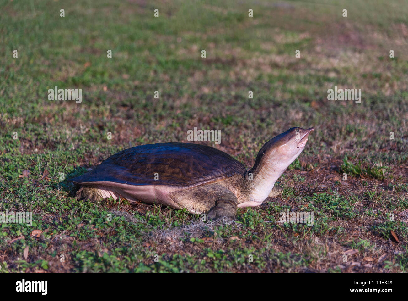 American softshell turtle hi-res stock photography and images - Alamy