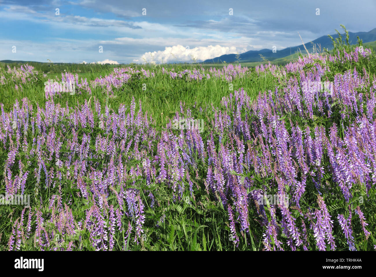 The Bird vetch in pasture in northern Kyrgyzstan Stock Photo - Alamy